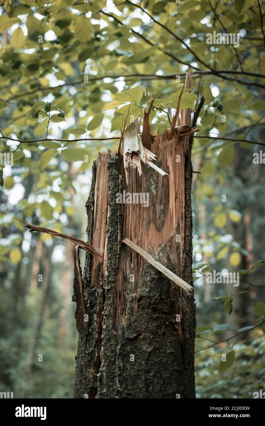 Broken tree in the forest Stock Photo - Alamy