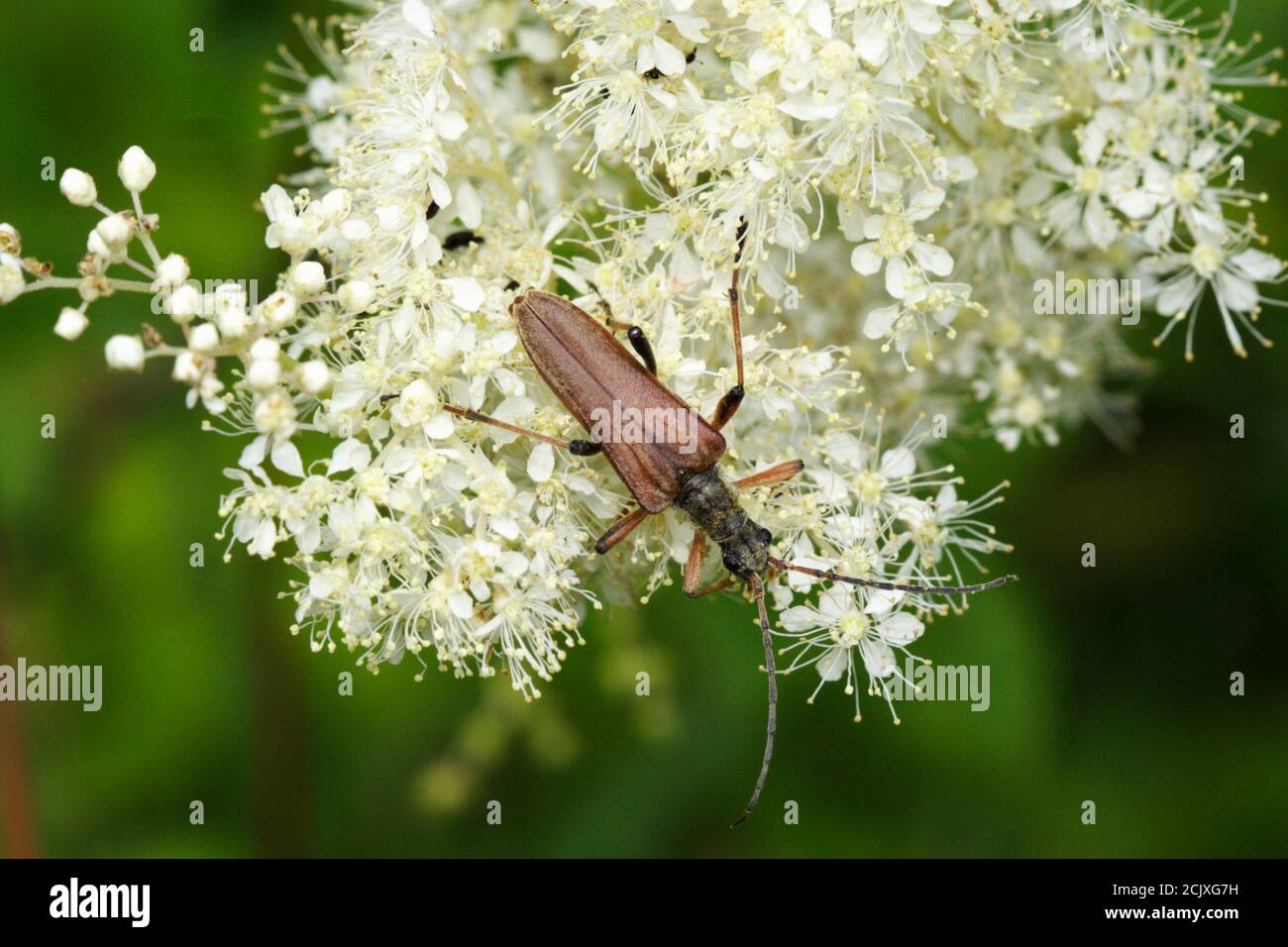 Longhorn Beetle (Stenocorus meridianus Stock Photo - Alamy
