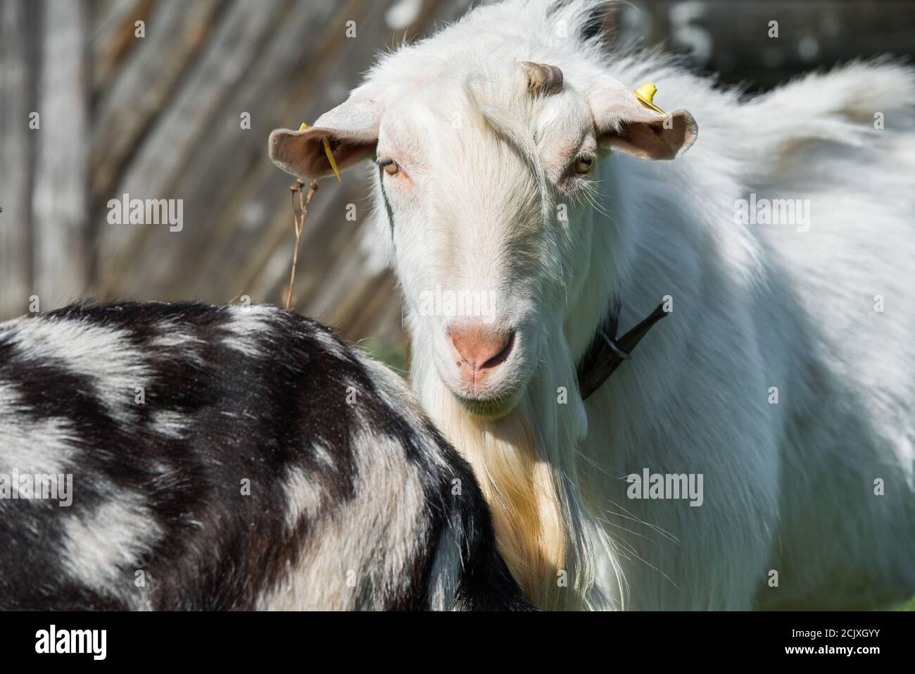 white goat portrait on the farm outdoor Stock Photo - Alamy