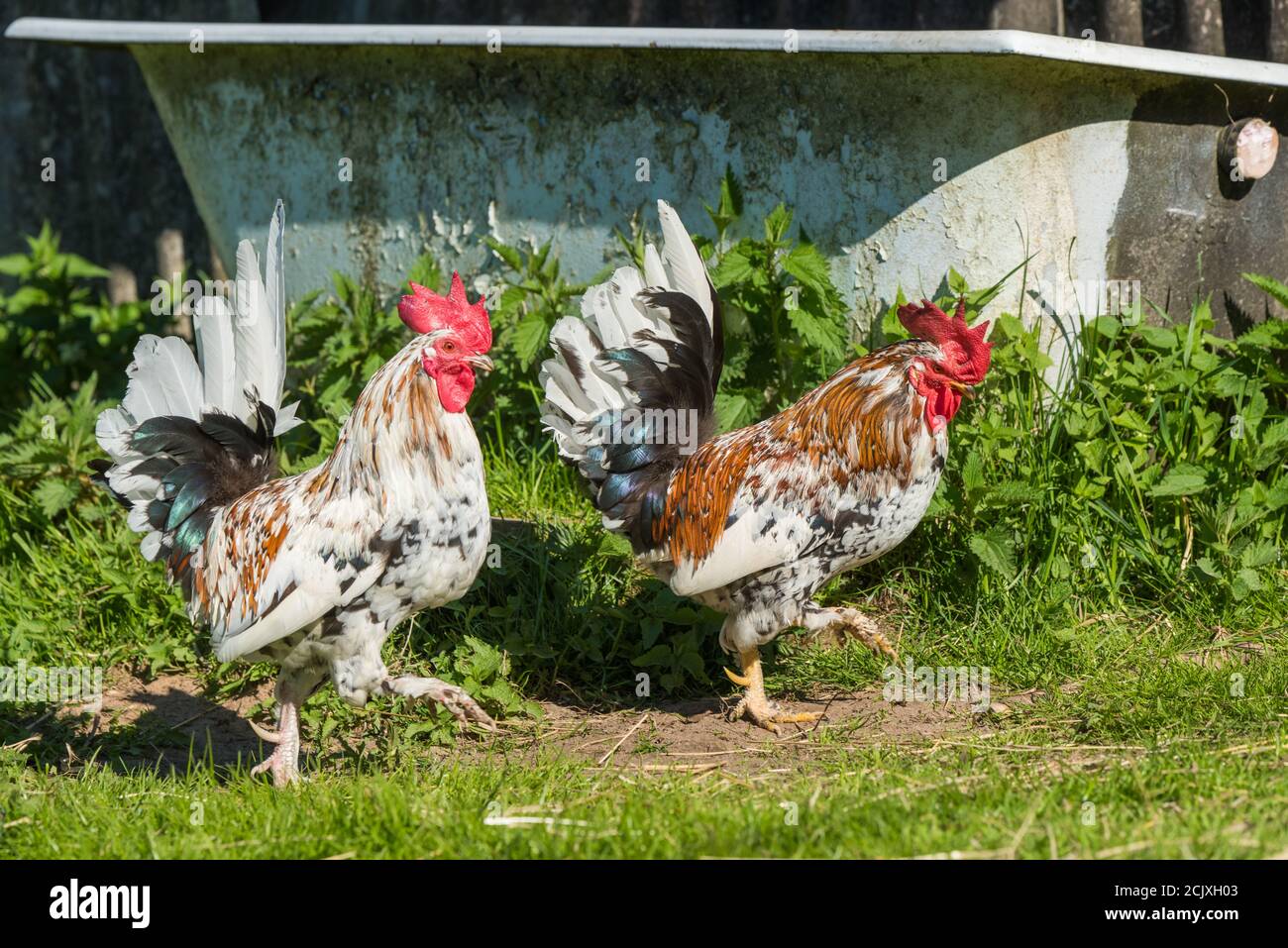 Two roosters walks on the green grass in the village Stock Photo - Alamy
