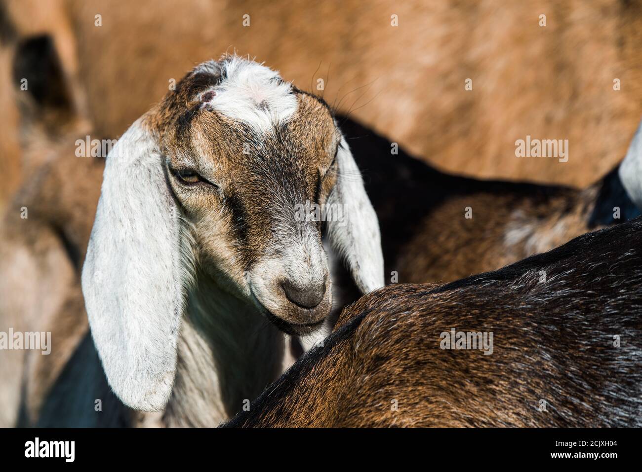 south african boer goat doeling portrait on nature Stock Photo - Alamy