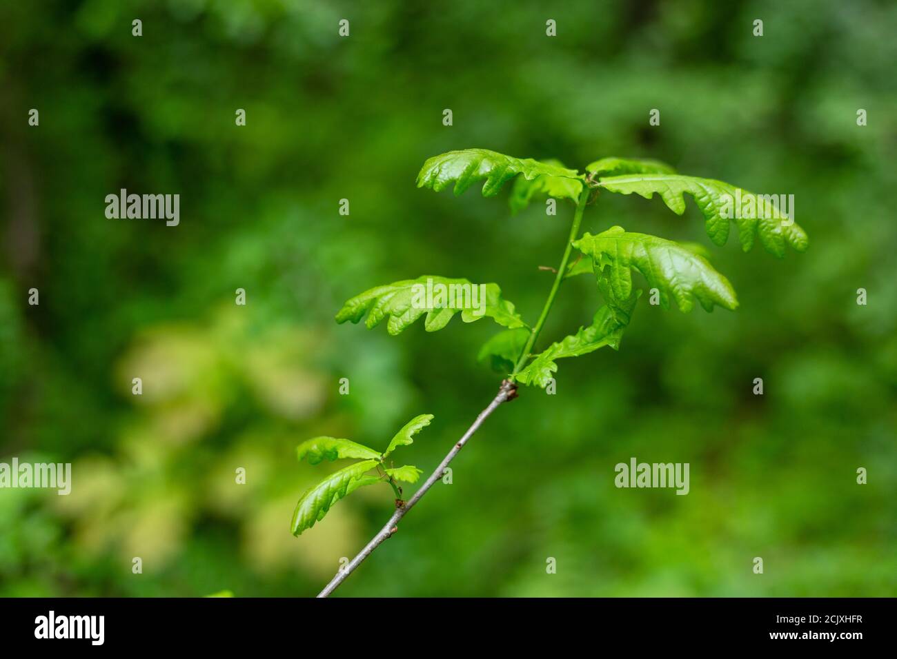 Live oak tree isolated on white hi-res stock photography and images - Alamy