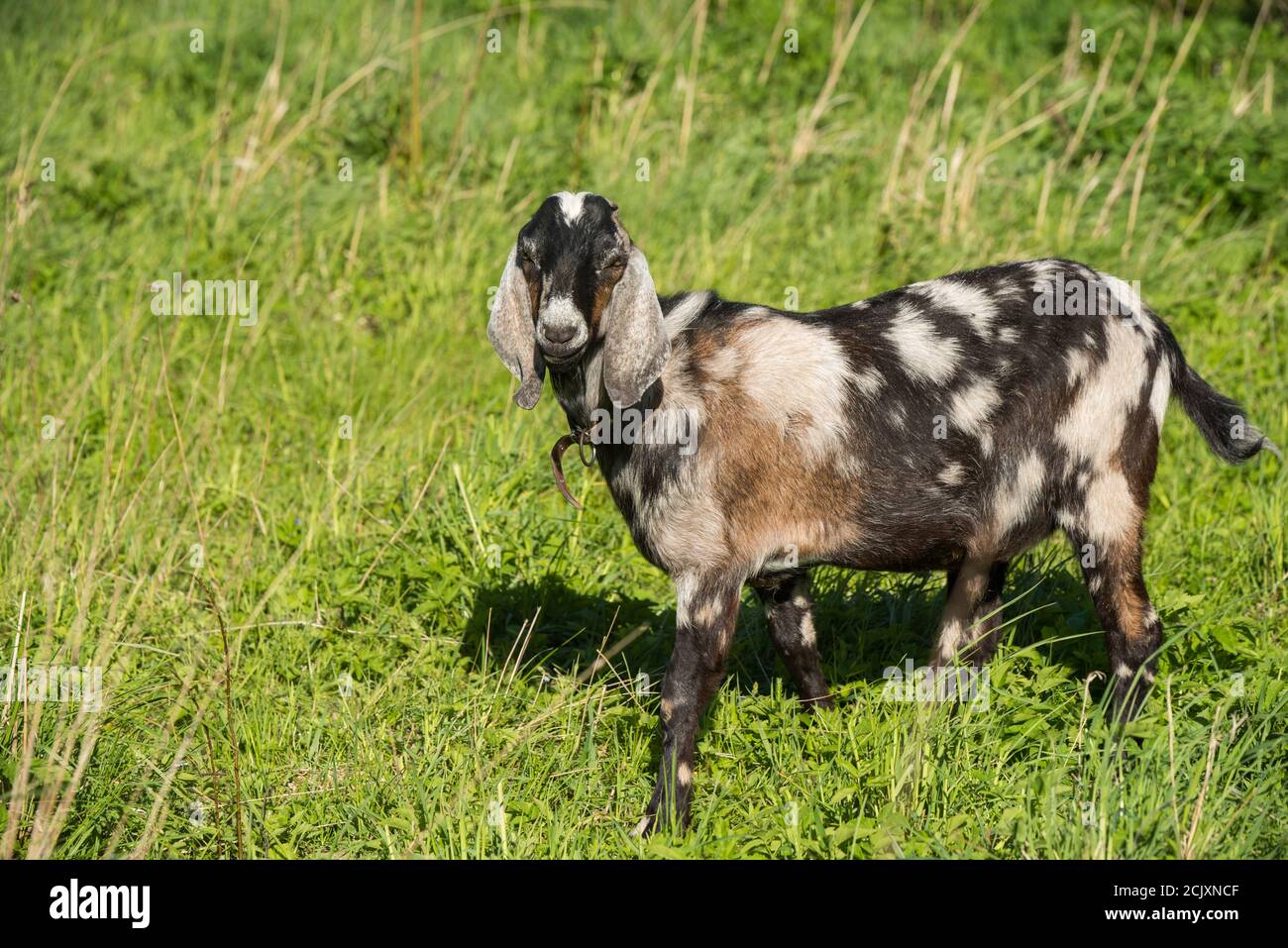 south african boer goat doeling portrait on nature Stock Photo - Alamy