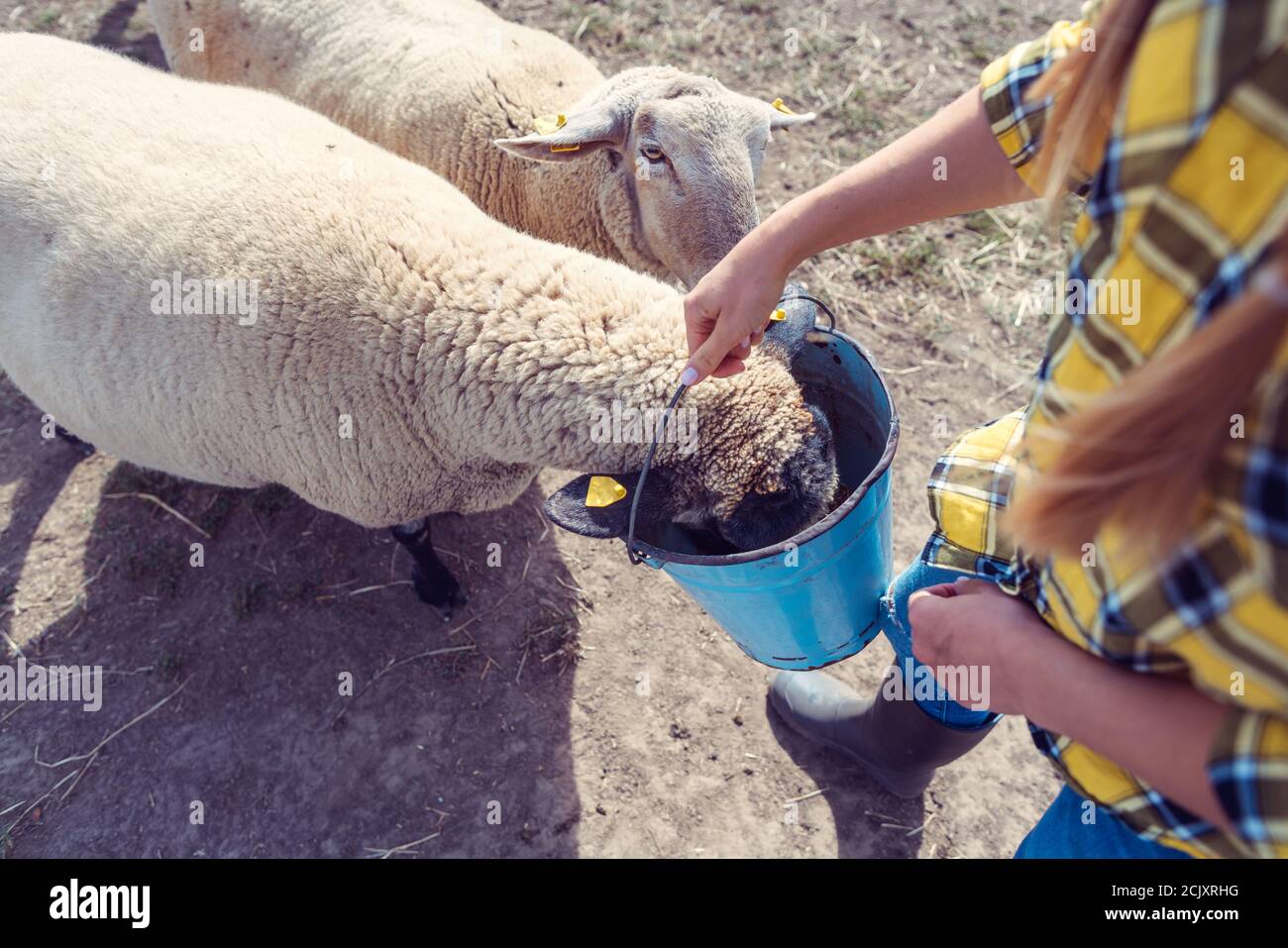 Sheep eating being fed by the farmer Stock Photo - Alamy