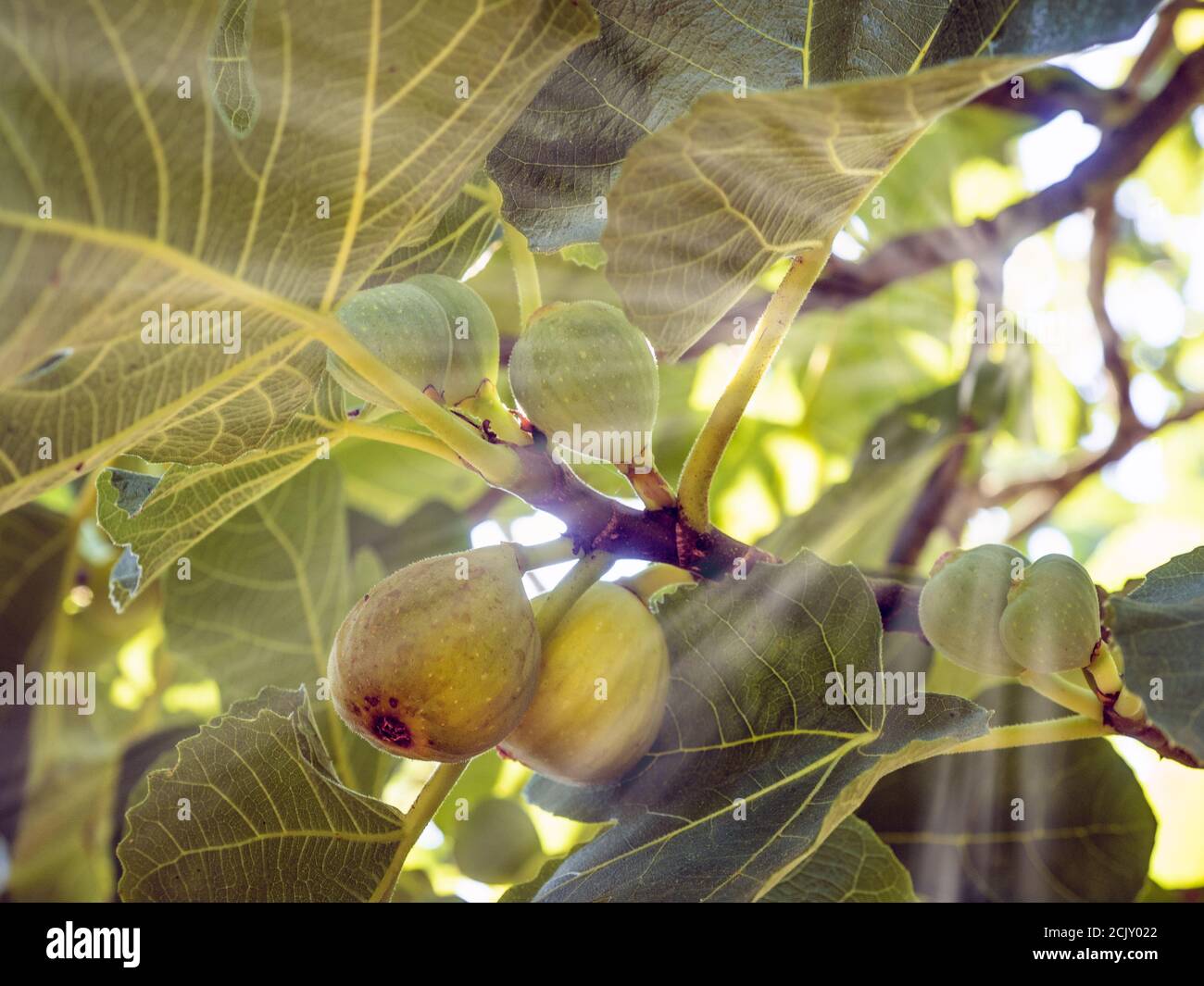 Figs tree hi-res stock photography and images - Alamy