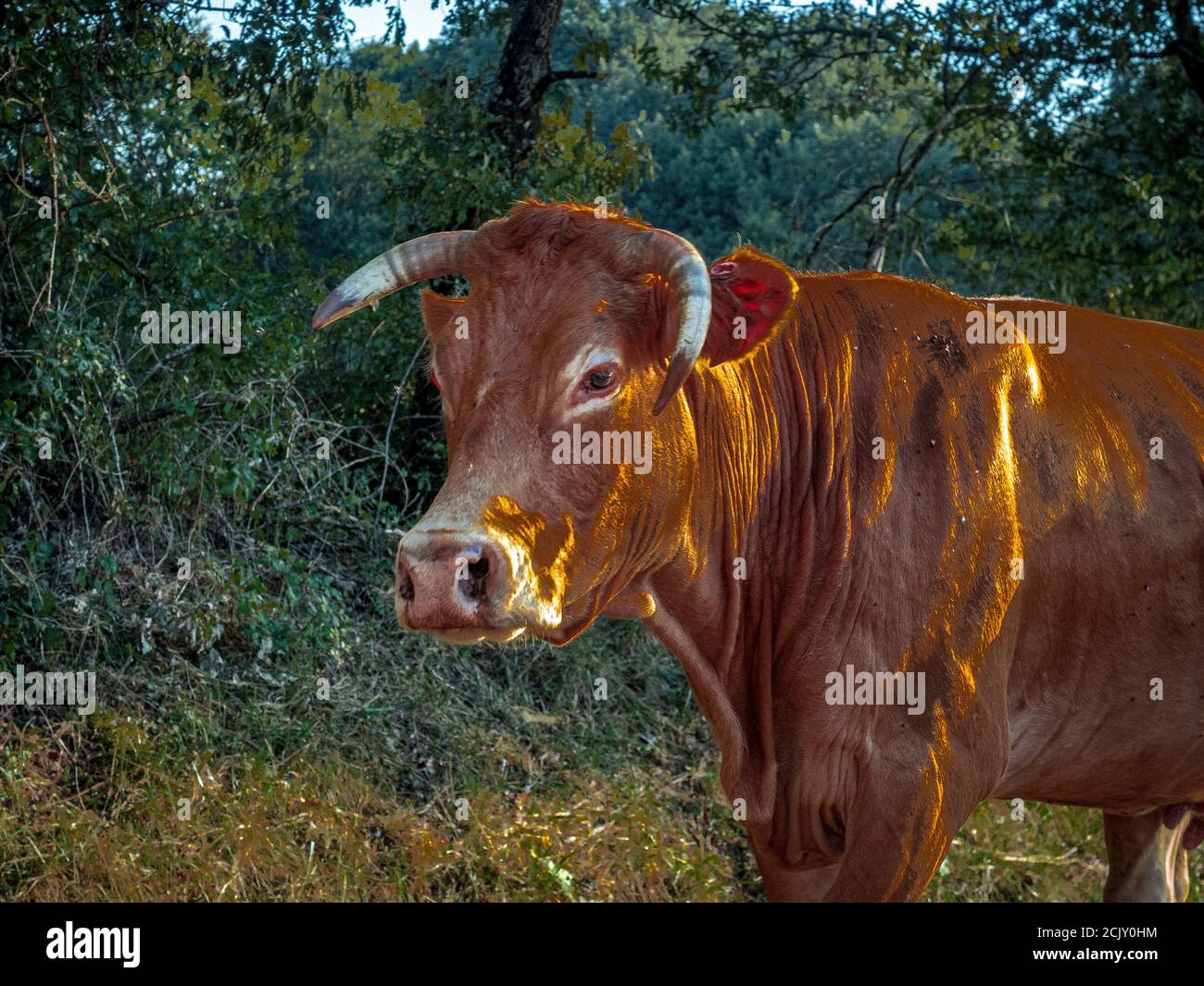 Spain cow farm spanish galician hi-res stock photography and images - Alamy
