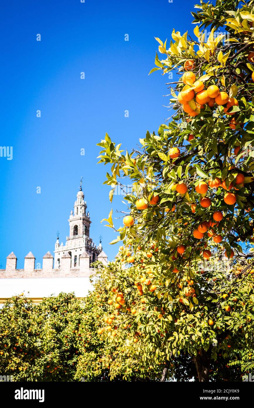 Seville Cathedral, Andalusia, Spain. Blue sky orange trees landscape ...