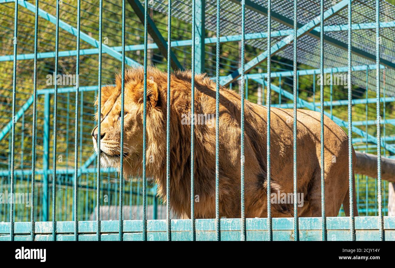 Lion in a zoo cage Stock Photo - Alamy