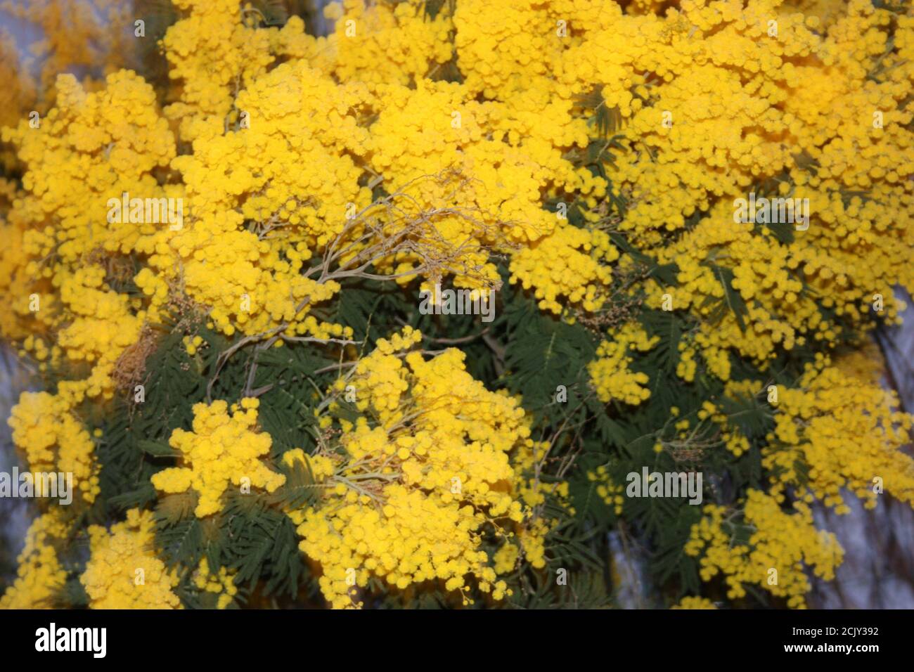 Mimosas Bouquet High Resolution Stock Photography and Images - Alamy