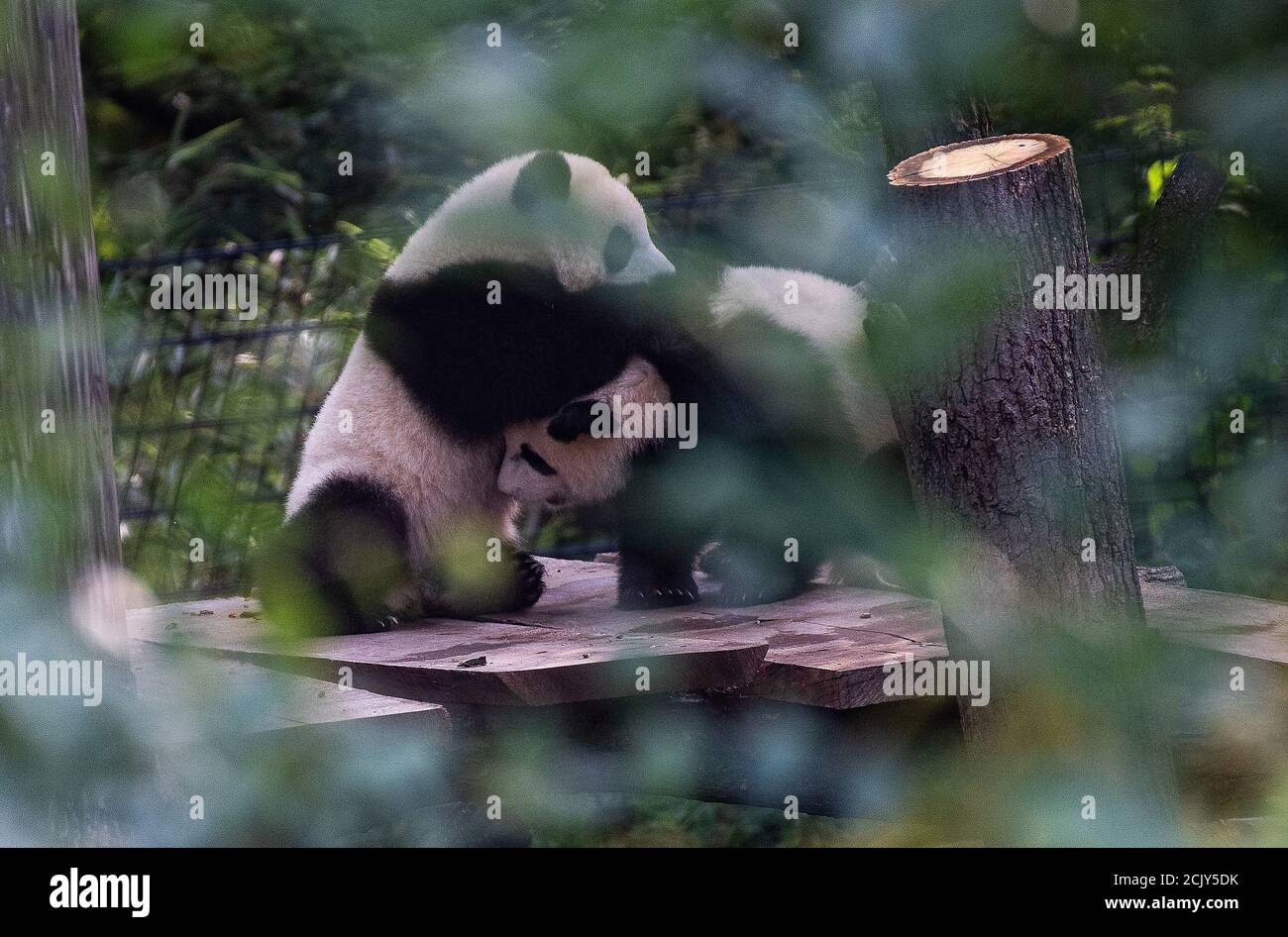 Berlin, Germany. 15th Sep, 2020. The panda offspring plays in the zoo ...