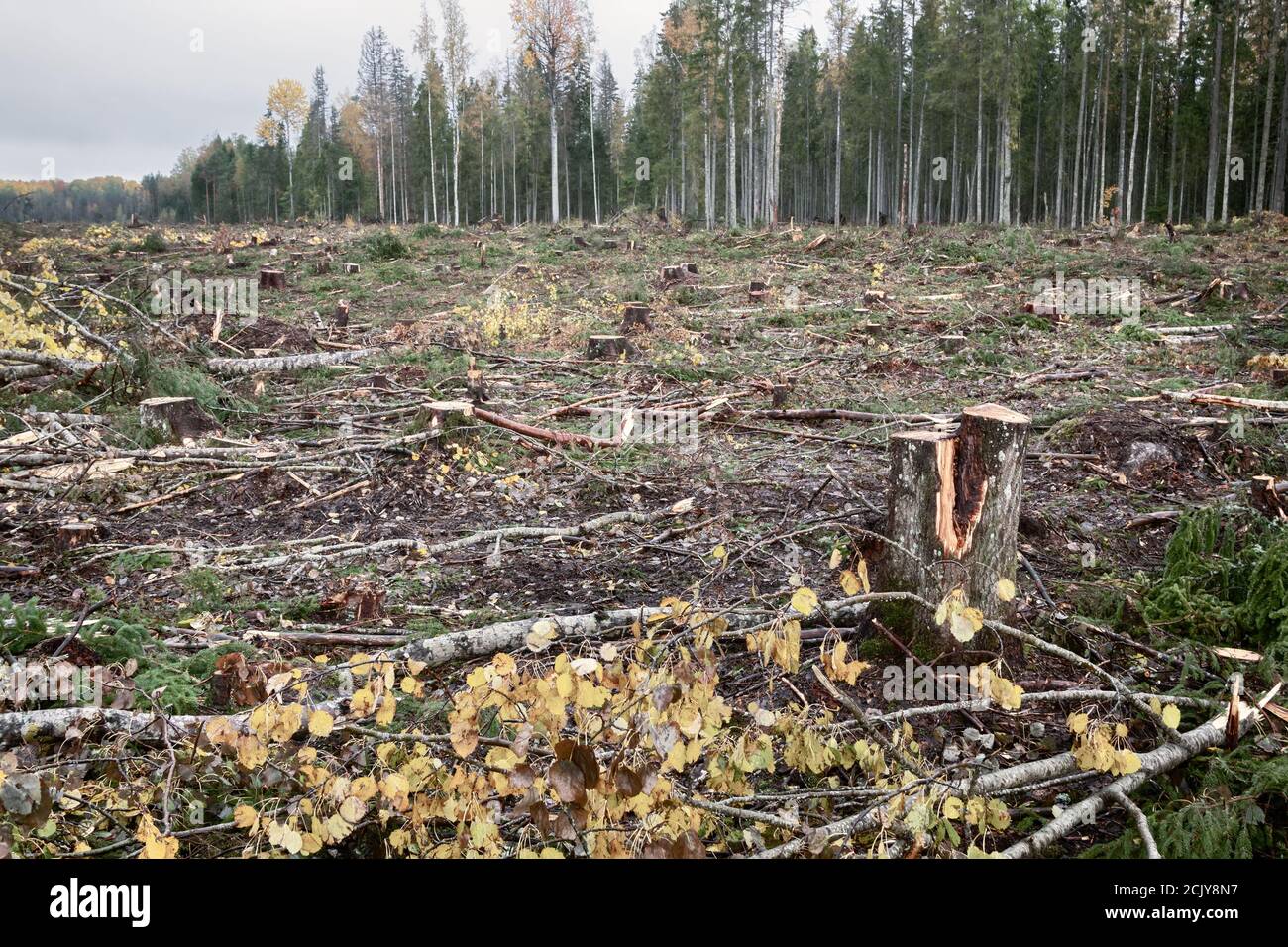 Predatory logging hi-res stock photography and images - Alamy