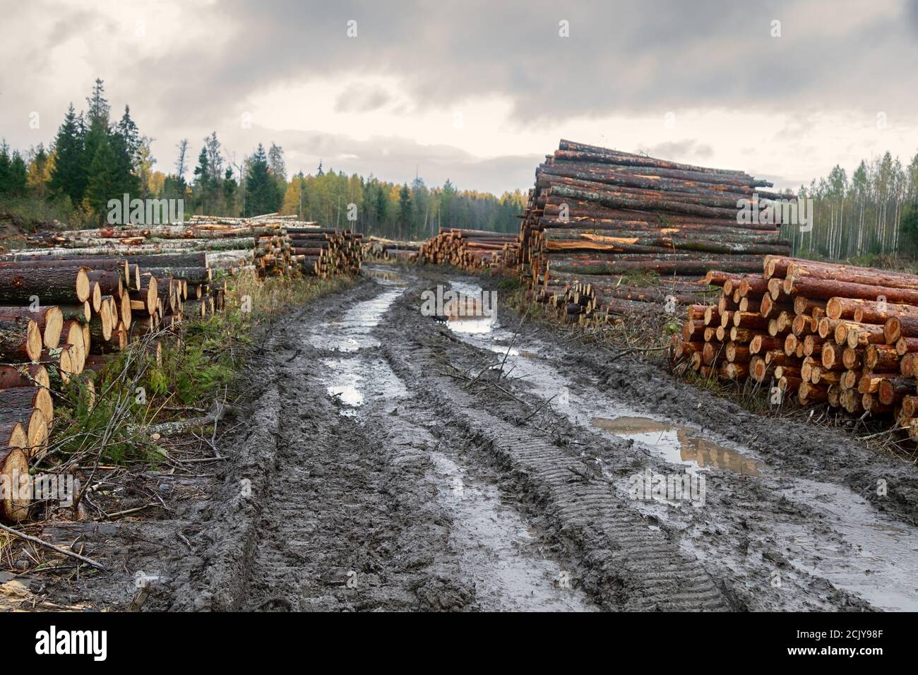A stacks of round timber after clear-cutting in boreal Northern forest ...