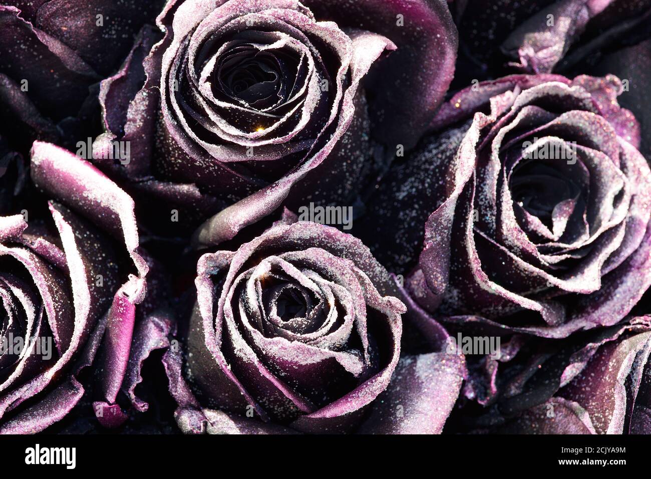 Purple Sparkle Roses Wallpaper