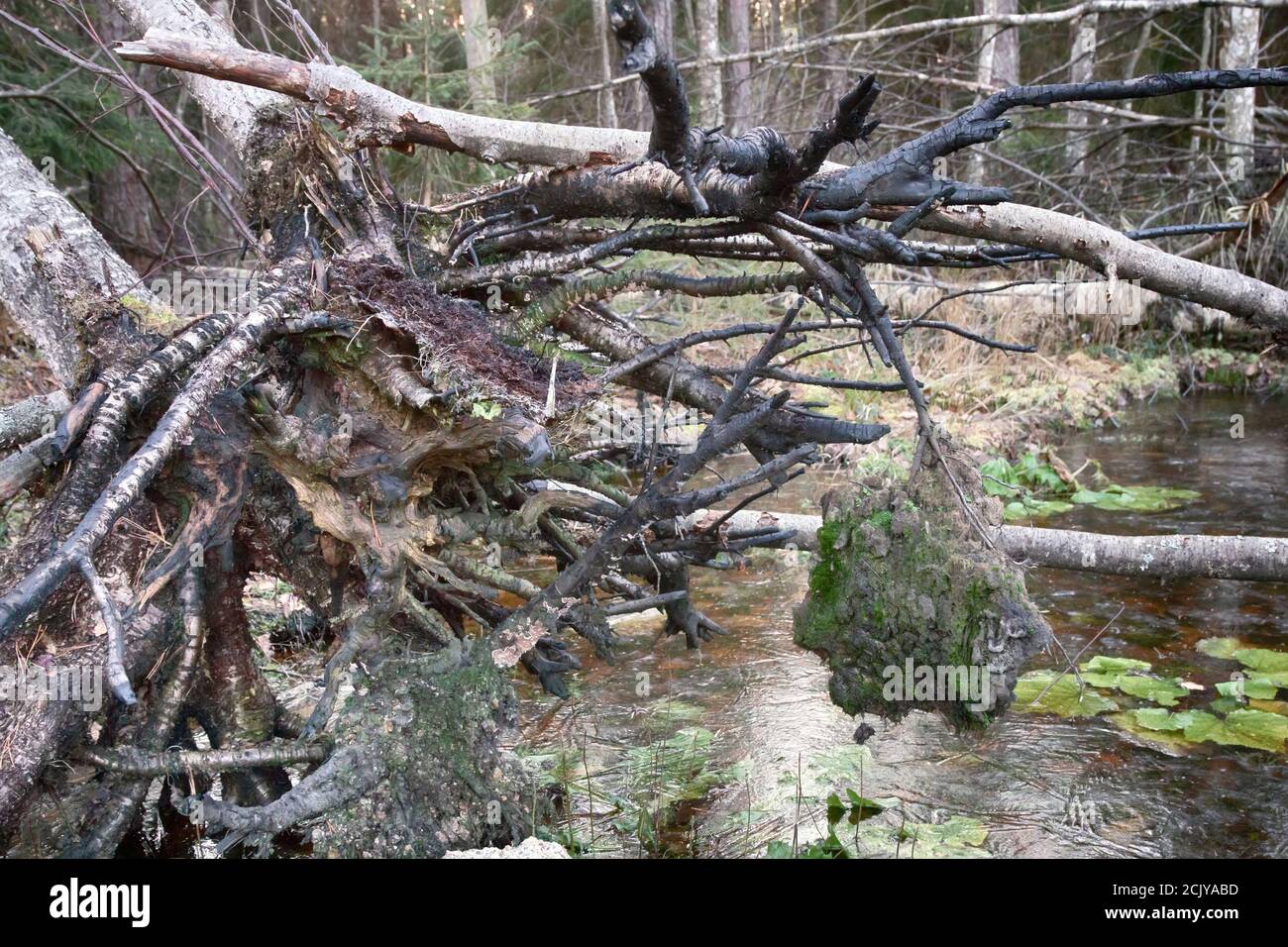 Peat fire; ground fire in boreal mixed forests of Eastern Europe. As ...