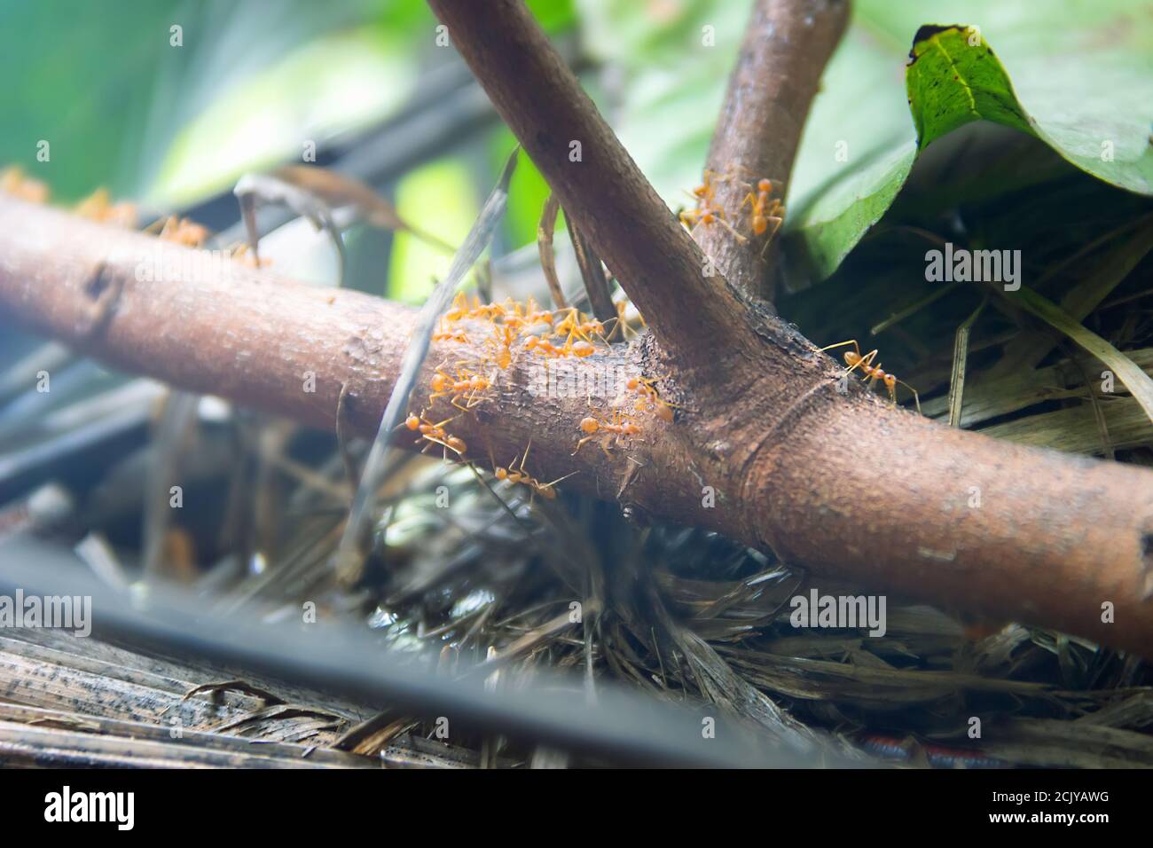Fire ant -green tree ant (Oecophylla) on an ant trail in the bush. Sri ...
