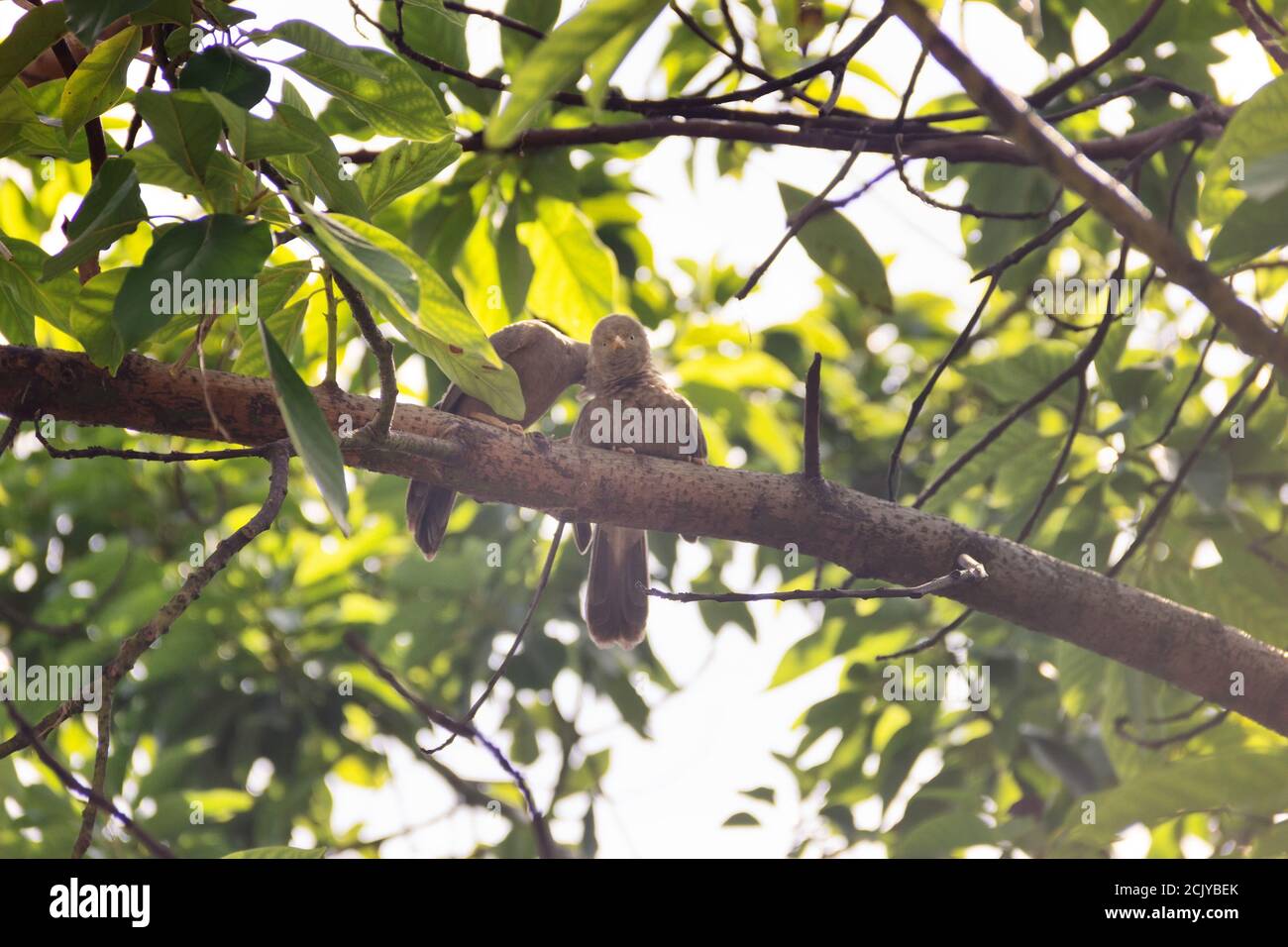 Mating interactions, pair-bonding: mutual cleaning of the plumage ...
