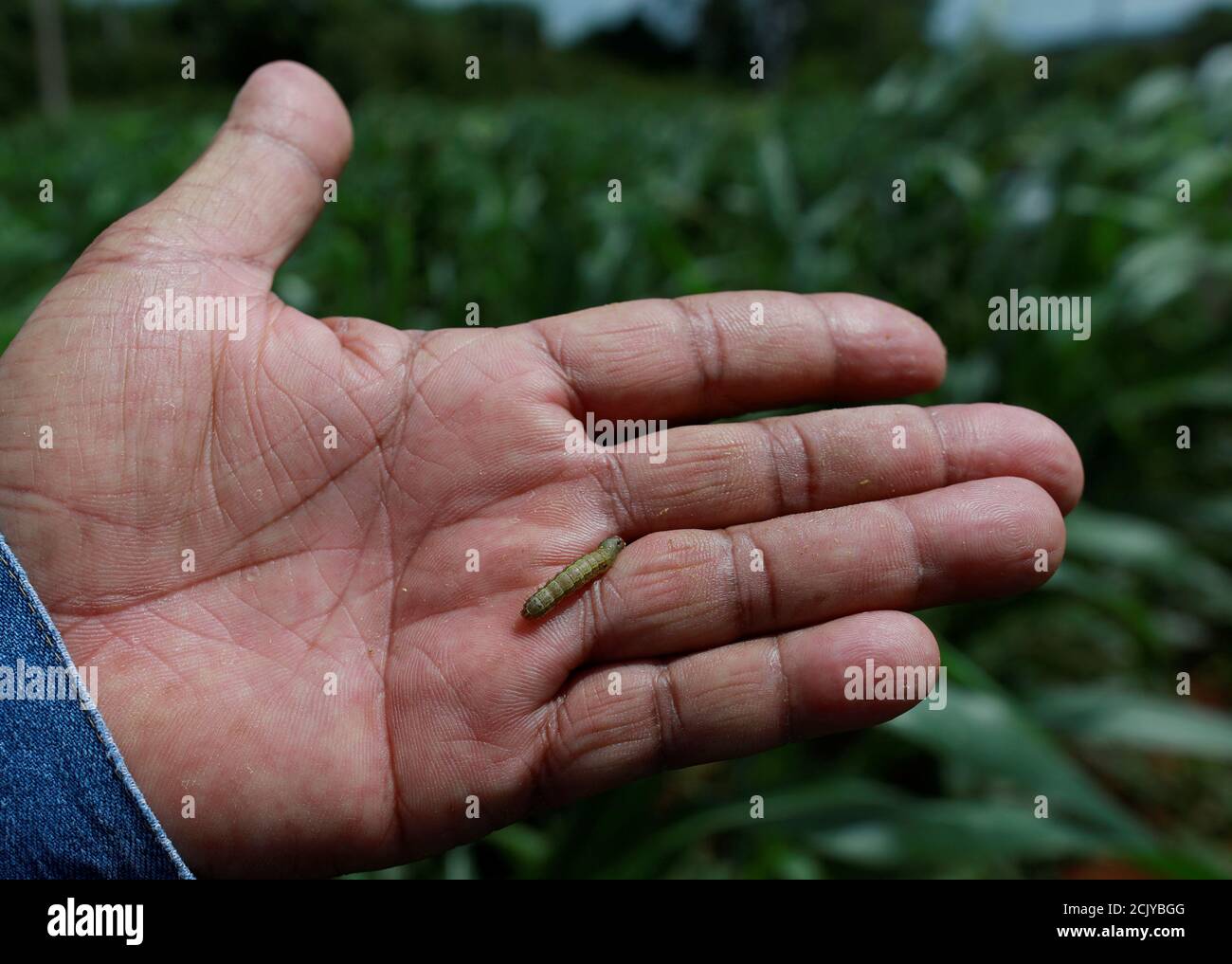 Fall armyworm maize hi-res stock photography and images - Alamy