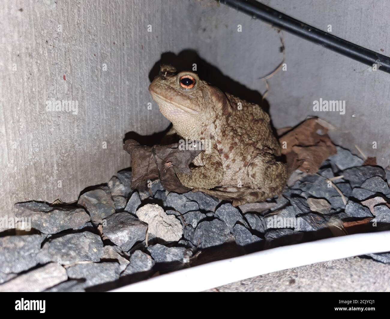North European white brown toad from garden illuminated by close light ...