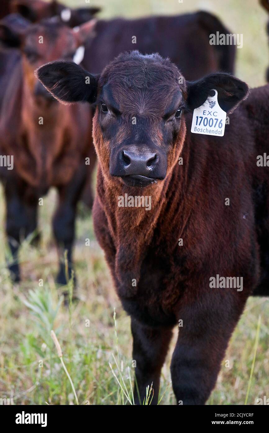 Cows in field, Stellenbosch, South Africa Stock Photo - Alamy