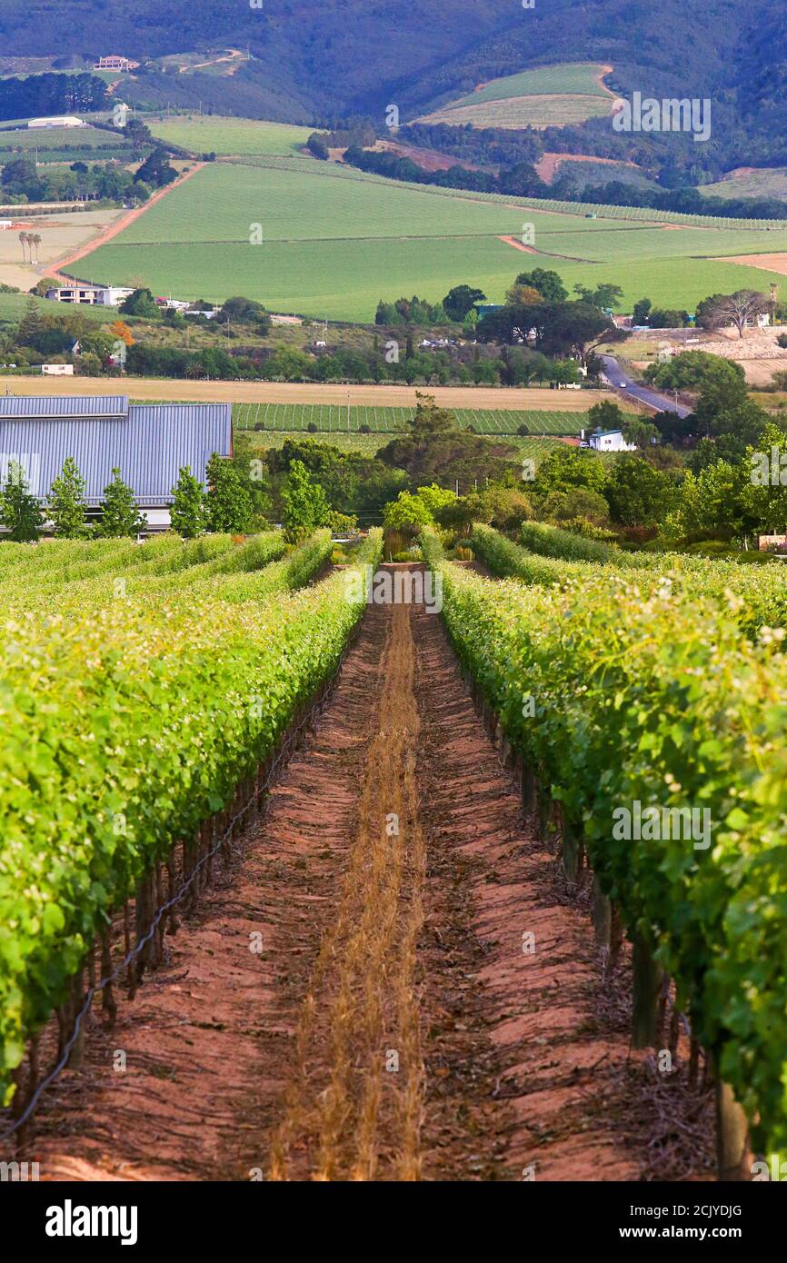 Cavalli Wine Estate, Stellenbosch Stock Photo - Alamy