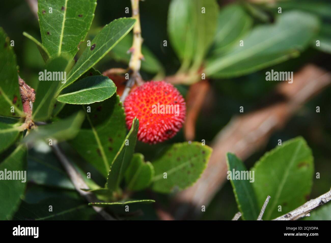 ripe red fruit of strawberry tree on green leaved branches in the woods ...