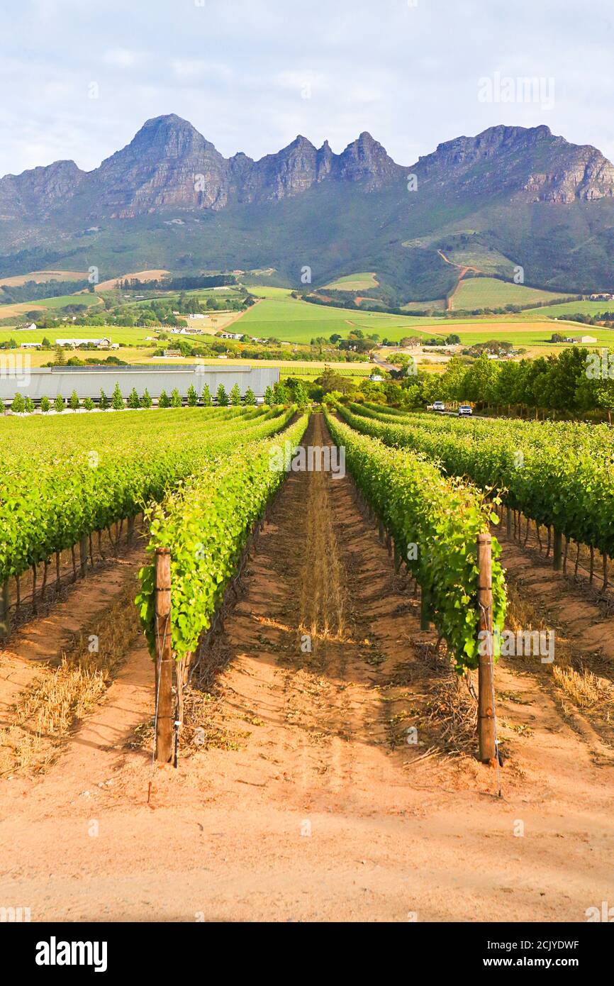 Cavalli Wine Estate, Stellenbosch Stock Photo - Alamy