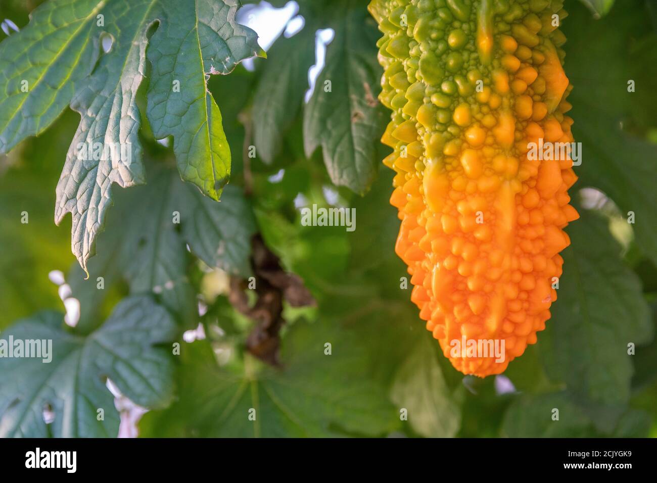 Pear texture hi-res stock photography and images - Alamy