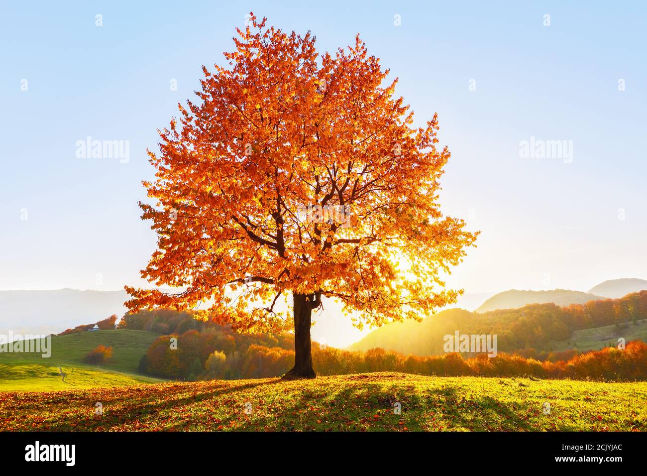 Strong tree hi-res stock photography and images - Alamy
