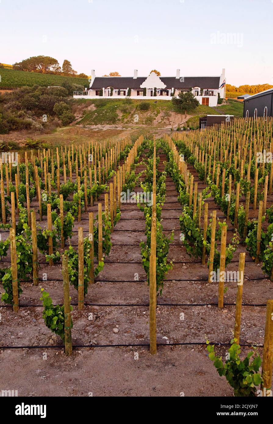Aaldering Wine Estate, Stellenbosch, DEvon Valley, South Africa Stock Photo - Alamy