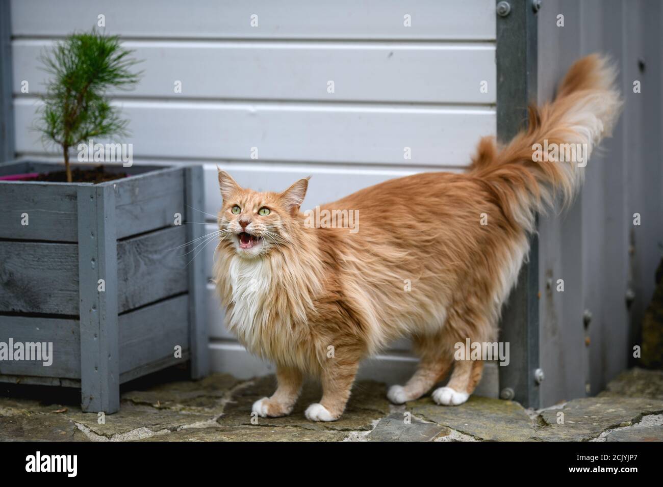 Ginger Maine Coon Stock Photo - Alamy