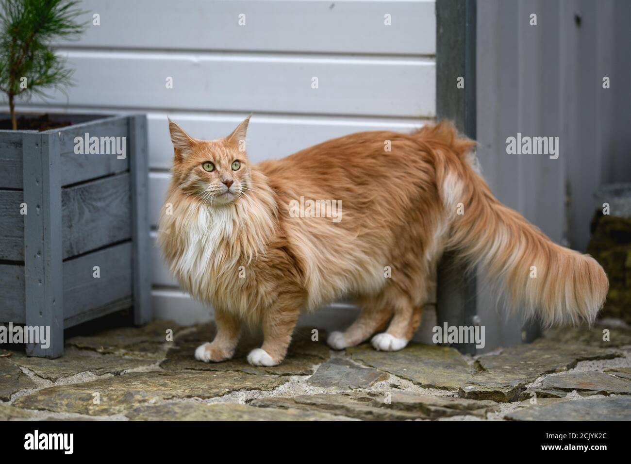 Ginger Maine Coon Stock Photo - Alamy