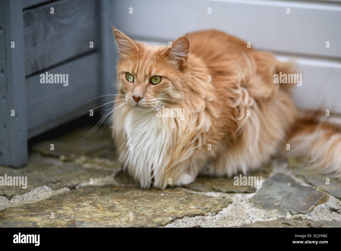 Ginger Maine Coon Stock Photo - Alamy