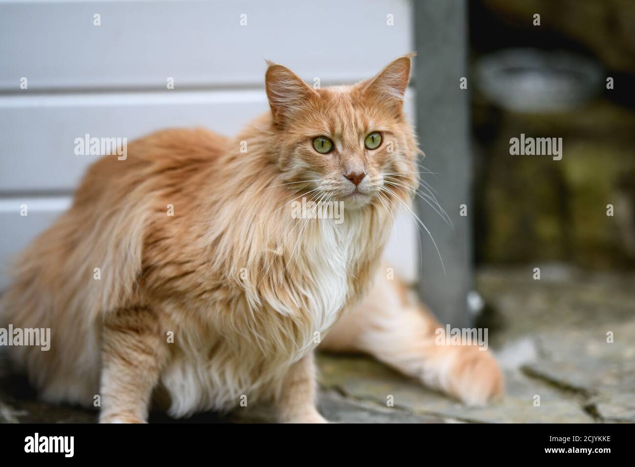 Ginger Maine Coon Stock Photo - Alamy