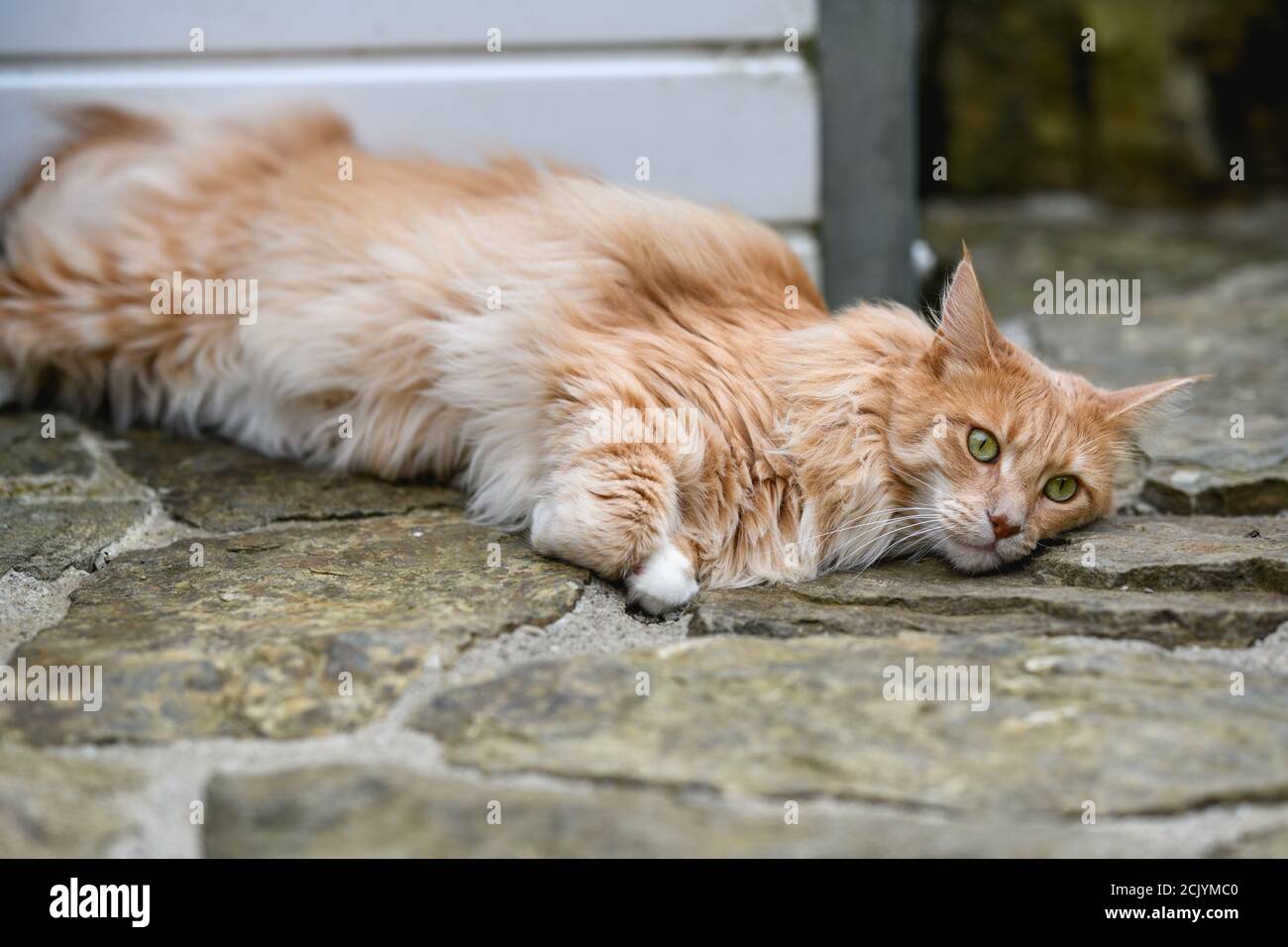 Ginger Maine Coon Stock Photo - Alamy
