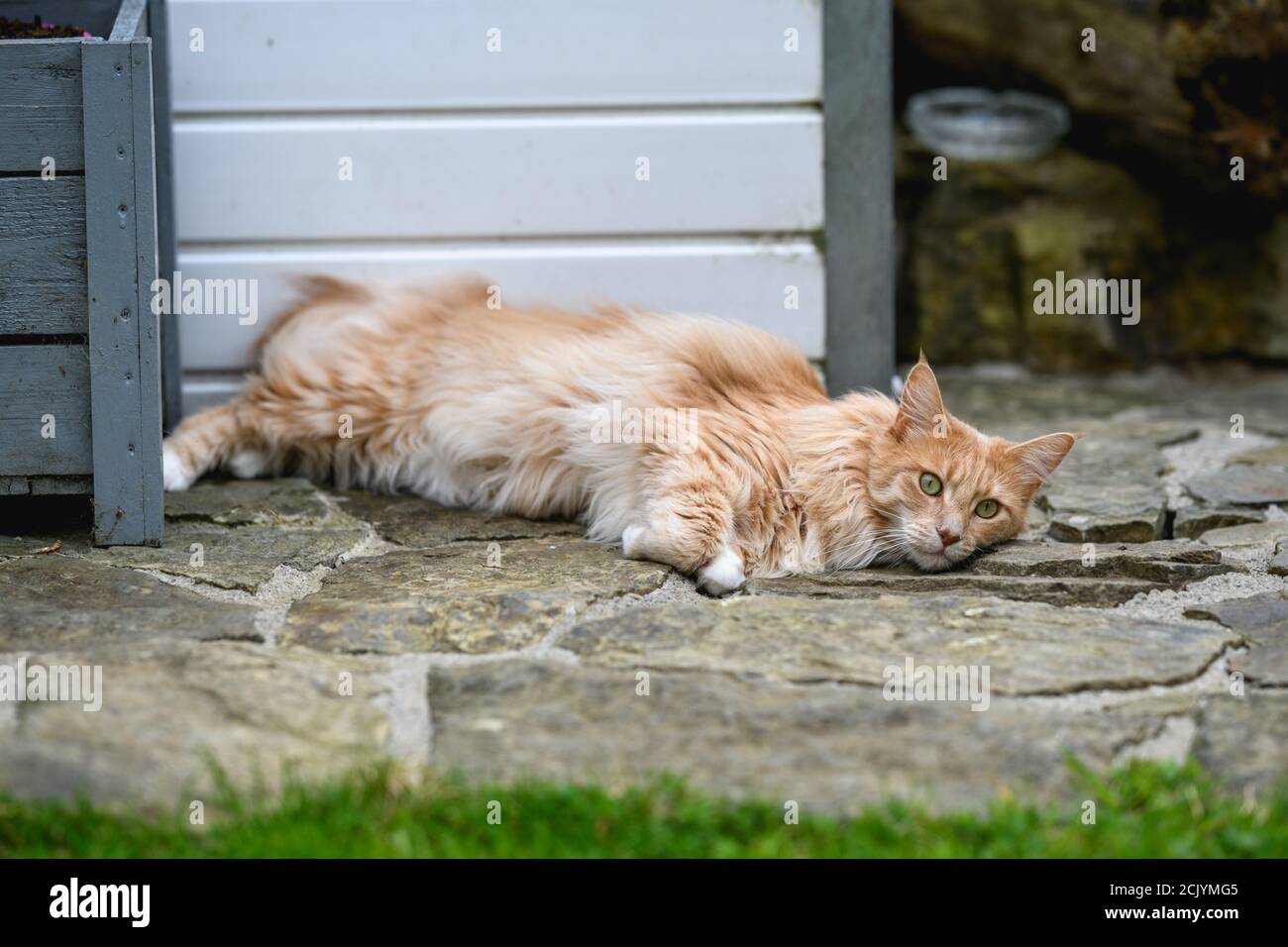 Ginger Maine Coon Stock Photo - Alamy