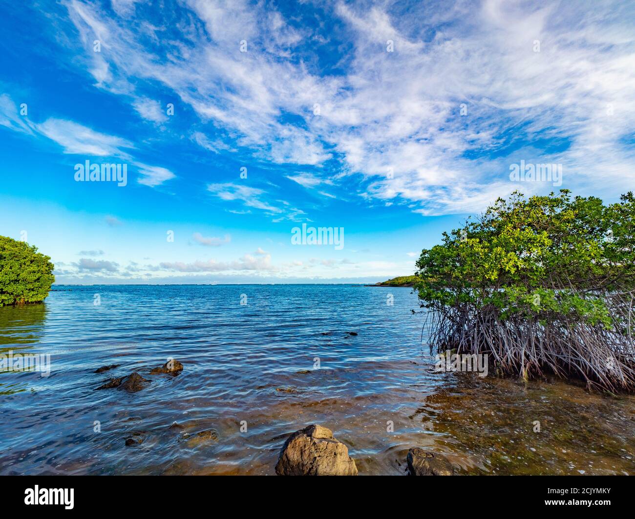 The mangrove is an ecosystem apart in Martinique. The main ...