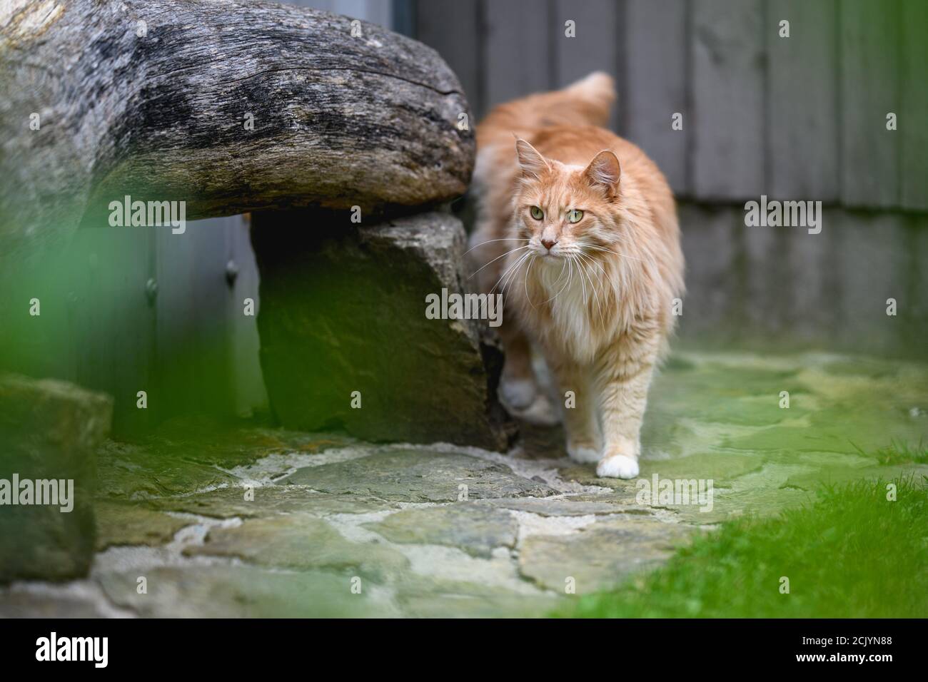 Ginger Maine Coon Stock Photo - Alamy