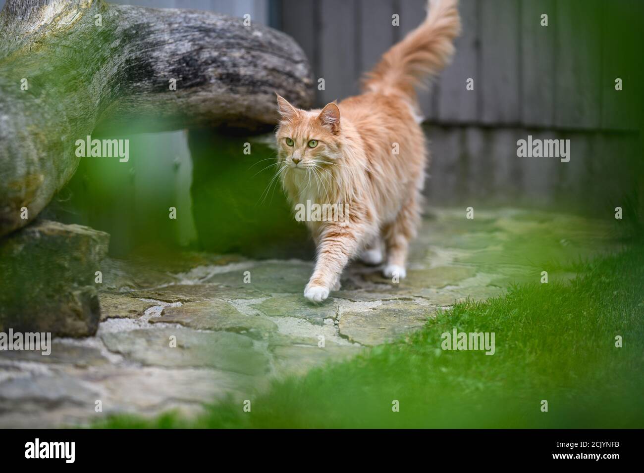 Ginger Maine Coon Stock Photo - Alamy