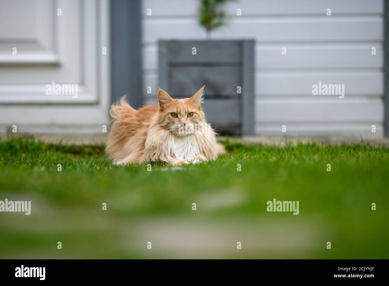 Ginger Maine Coon Stock Photo - Alamy