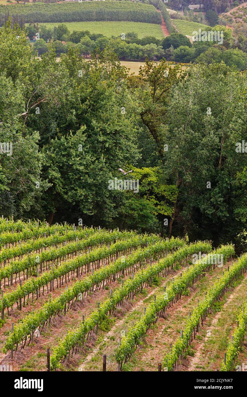 Rustenberg Wine Estate, Stellenbosch, South Africa Stock Photo - Alamy
