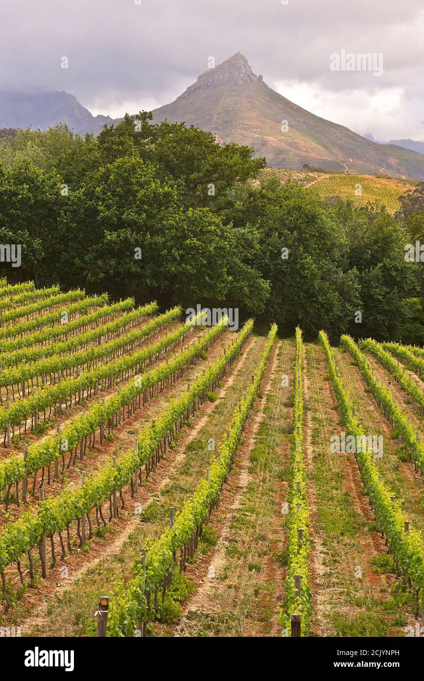 Rustenberg Wine Estate, Stellenbosch, South Africa Stock Photo - Alamy