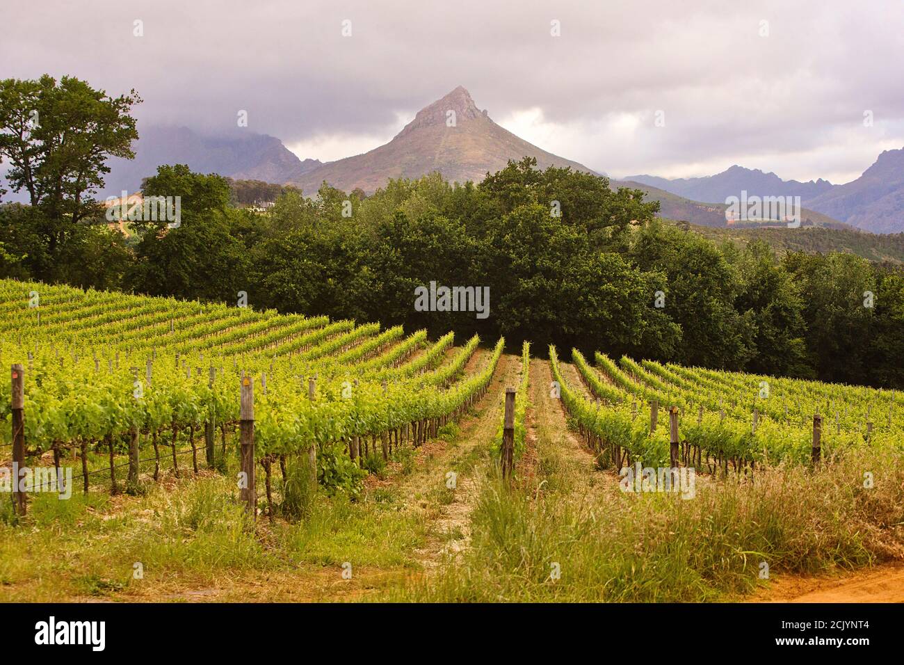 Rustenberg Wine Estate, Stellenbosch, South Africa Stock Photo - Alamy
