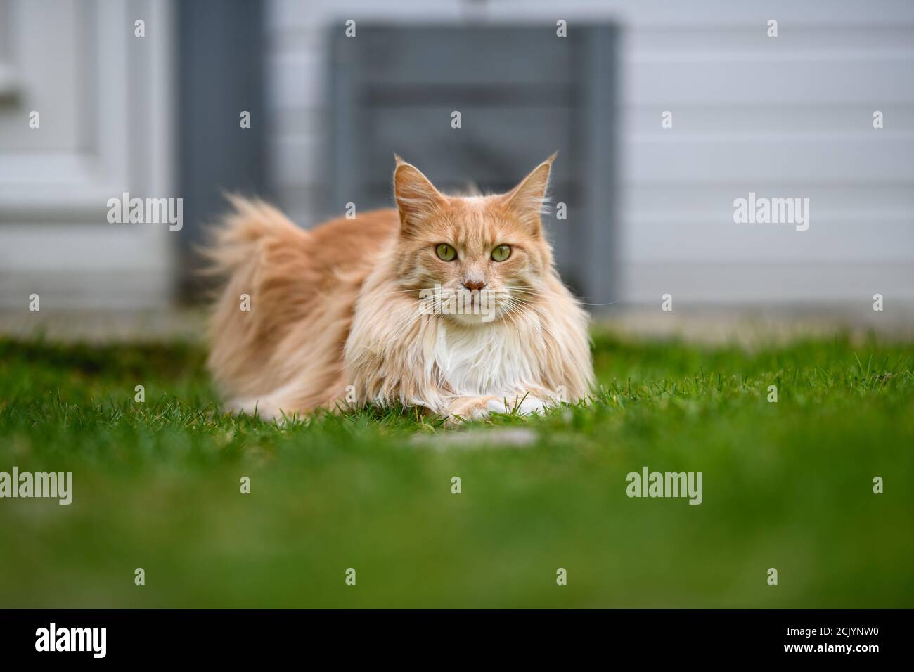 Ginger Maine Coon Stock Photo - Alamy