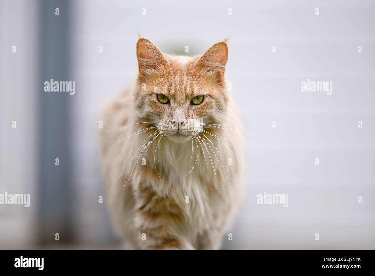 Ginger Maine Coon Stock Photo - Alamy