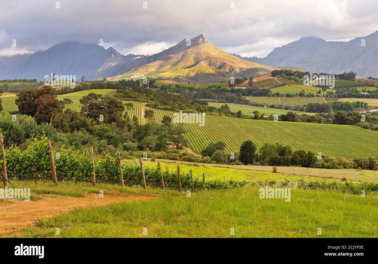 Rustenberg Wine Estate, Stellenbosch, South Africa Stock Photo - Alamy