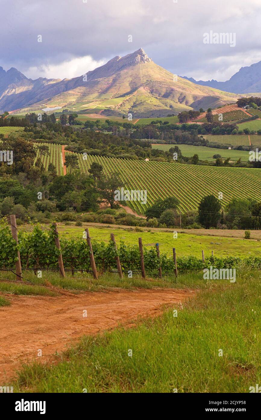 Rustenberg Wine Estate, Stellenbosch, South Africa Stock Photo - Alamy