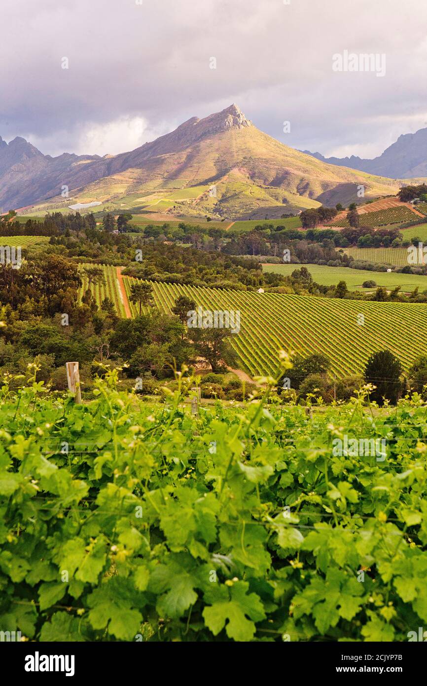 Rustenberg Wine Estate, Stellenbosch, South Africa Stock Photo - Alamy