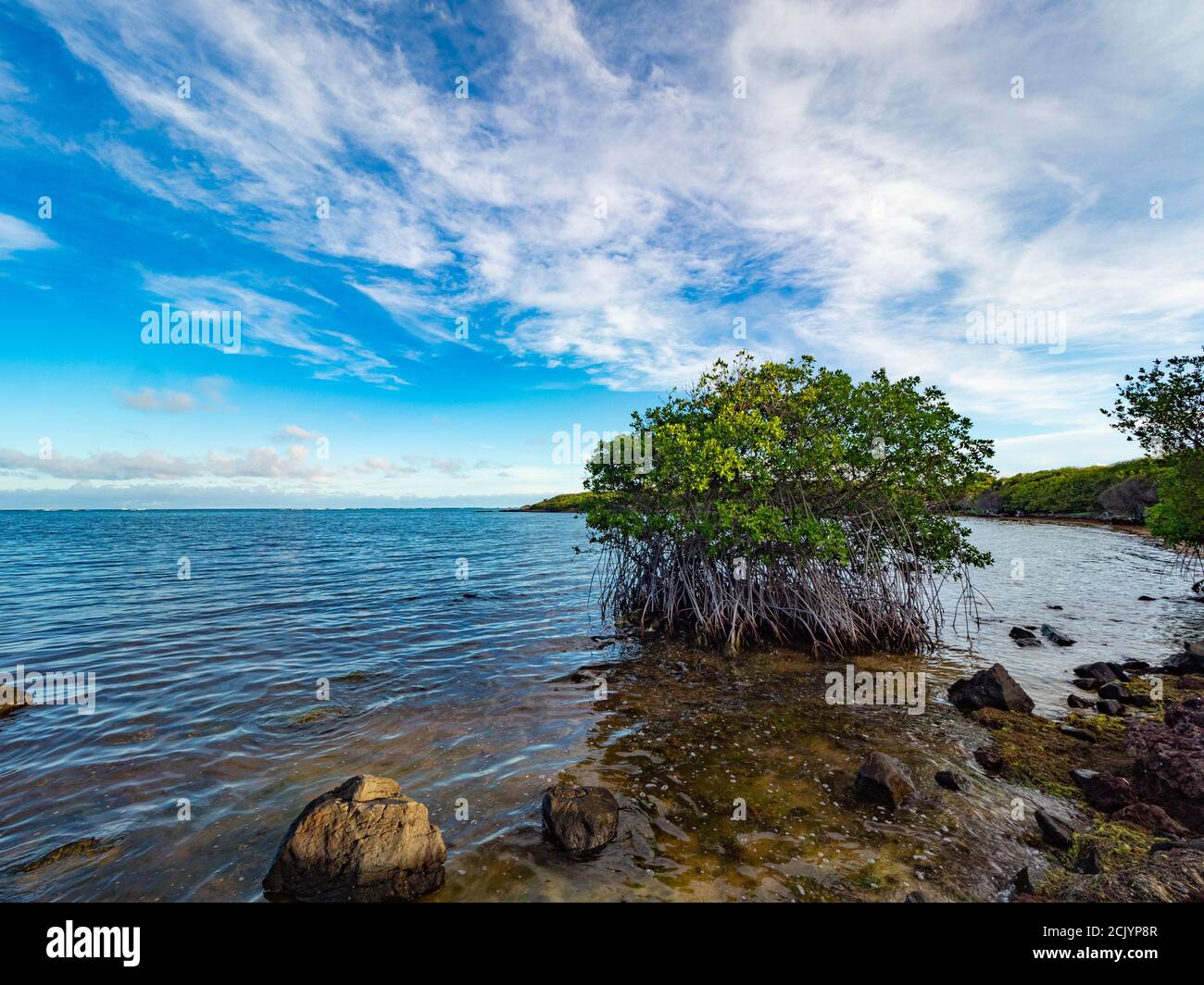 Racines de mangrove hi-res stock photography and images - Alamy