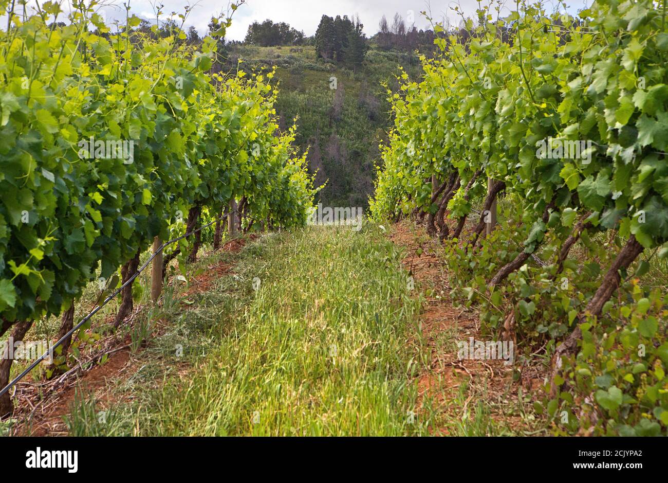 Rustenberg Wine Estate, Stellenbosch, South Africa Stock Photo - Alamy
