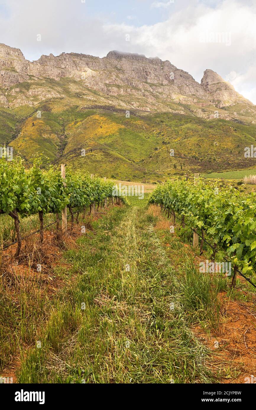 Rustenberg Wine Estate, Stellenbosch, South Africa Stock Photo - Alamy